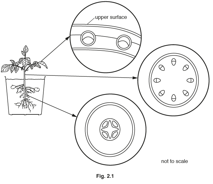 iGCSE Biology (0610)-8.1 Xylem and phloem - iGCSE Style Questions Paper 4