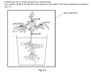 iGCSE Biology (0610)-8.1 Xylem and phloem - iGCSE Style Questions Paper 4
