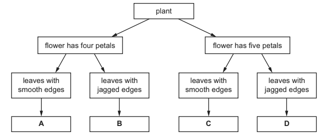 iGCSE Biology (0610) 1.2 Concept and uses of classification systems ...