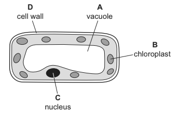 iGCSE Biology (0610)-18.2 Adaptive features - iGCSE Style Questions Paper 1