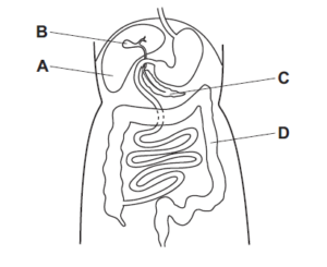 iGCSE Biology (0610)-13.1 Excretion in humans - iGCSE Style Questions ...