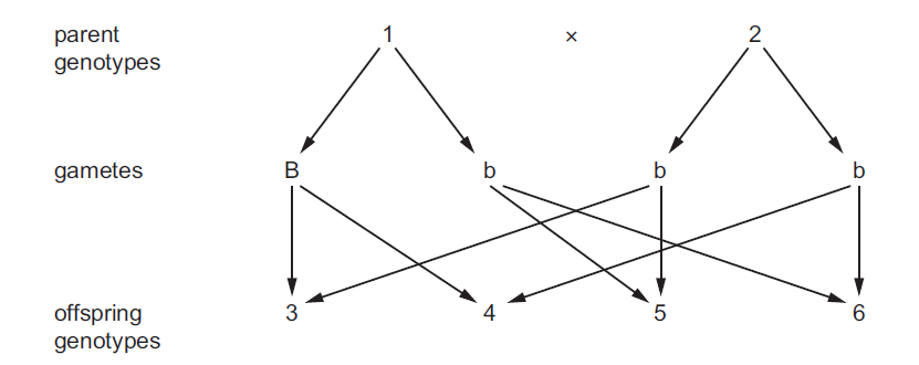 Igcse Biology 0610 174 Monohybrid Inheritance Igcse Style 5970