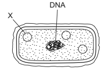 iGCSE Biology (0610)-21.1 Biotechnology and genetic modification- iGCSE ...