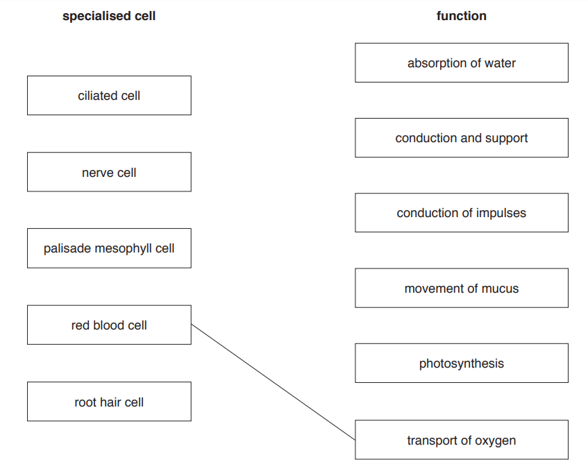 Igcse Biology 0610 16 4 Sexual Reproduction In Humans Igcse Style