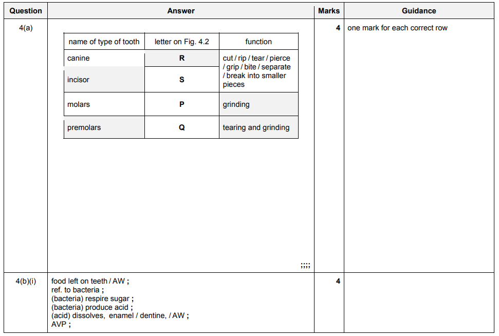 iGCSE Biology (0610)-7.2 Digestive system - iGCSE Style Questions Paper 3