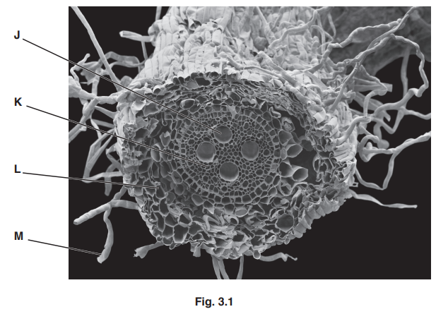 iGCSE Biology (0610)-8.1 Xylem and phloem - iGCSE Style Questions Paper 4