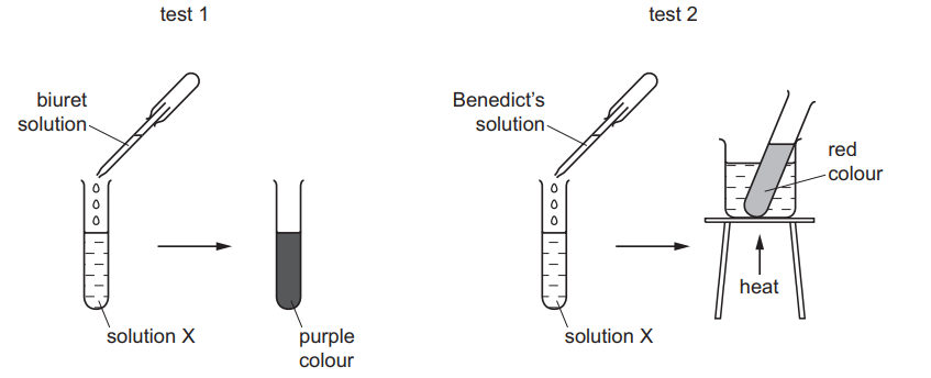 iGCSE Biology (0610)-4.1 Biological molecules - iGCSE Style Questions ...
