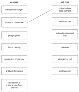 iGCSE Biology (0610)-9.4 Blood - iGCSE Style Questions Paper 3 - IBDP ...