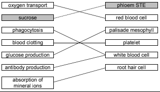 iGCSE Biology (0610)-9.4 Blood - iGCSE Style Questions Paper 3 - IBDP ...