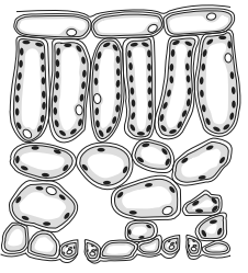 iGCSE Biology (0610)-6.2 Leaf structure - iGCSE Style Questions Paper 3