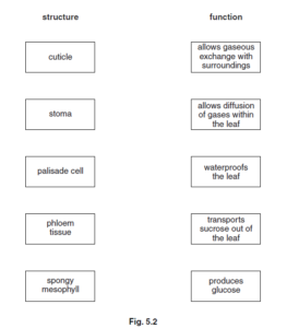 iGCSE Biology (0610)-6.2 Leaf structure - iGCSE Style Questions Paper 4 ...