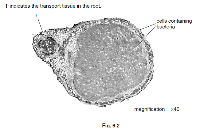 iGCSE Biology (0610) 2.2 Size of specimens iGCSE Style Questions Paper 3