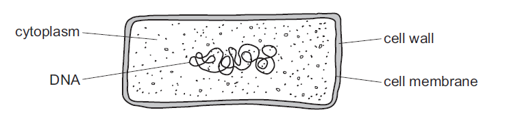 Igcse Biology 0610 2 1 Cell Structure Igcse Style Questions Paper 1