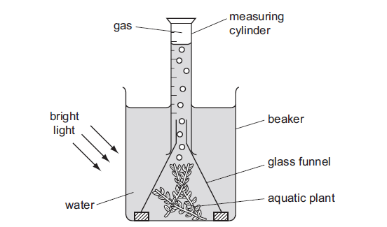 iGCSE Biology (0610)-6.1 Photosynthesis - iGCSE Style Questions Paper 1
