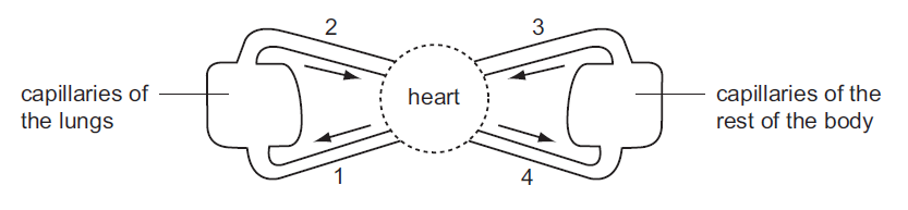 iGCSE Biology (0610)-9.1 Circulatory systems - iGCSE Style Questions ...