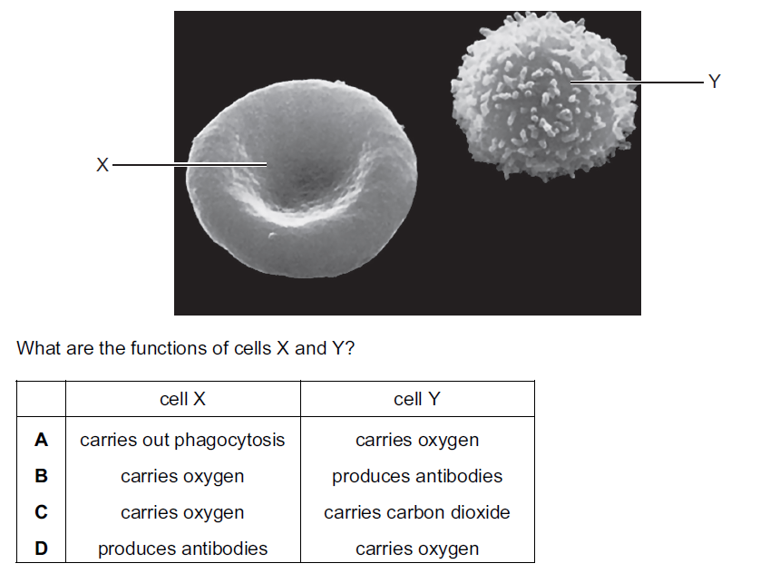 iGCSE Biology (0610)-9.4 Blood - iGCSE Style Questions Paper 1