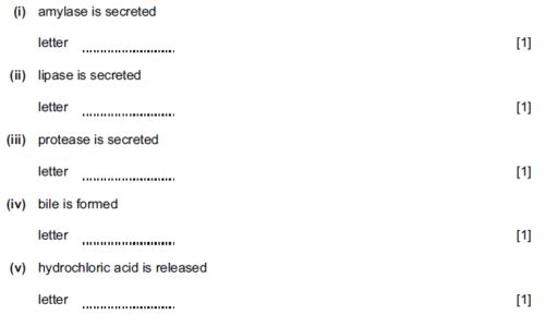 iGCSE Biology (0610)-7.2 Digestive system - iGCSE Style Questions Paper 4
