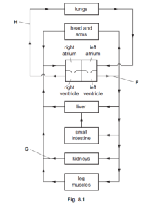 iGCSE Biology (0610)-9.1 Circulatory systems - iGCSE Style Questions Paper 4