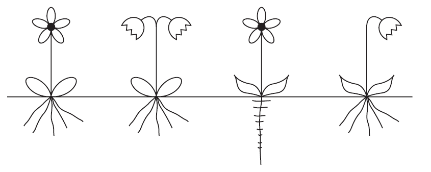 Igcse Biology 0610 1 2 Concept And Uses Of Classification Systems Igcse Style Questions Paper 1