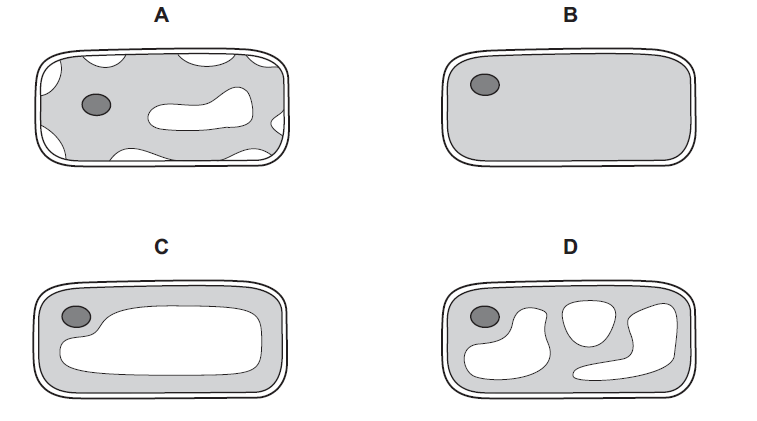 Igcse Biology 0610 3 2 Osmosis Igcse Style Questions Paper 1