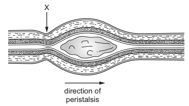 iGCSE Biology (0610)-7.2 Digestive system - iGCSE Style Questions Paper 1