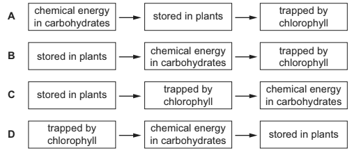 iGCSE Biology (0610)-19.1 Energy flow - iGCSE Style Questions Paper 1