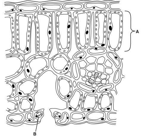 iGCSE Biology (0610)-6.2 Leaf structure - iGCSE Style Questions Paper 3
