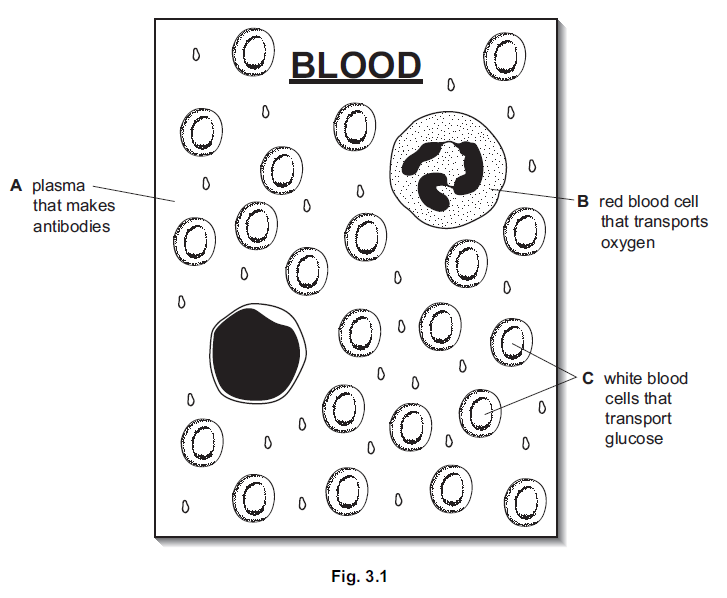 iGCSE Biology (0610)-9.4 Blood - iGCSE Style Questions Paper 4