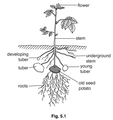 Potato Plant Diagram