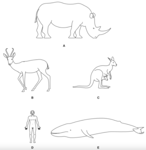 iGCSE Biology (0610) 1.2 Concept and uses of classification systems ...