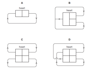 iGCSE Biology (0610)-9.1 Circulatory systems - iGCSE Style Questions ...