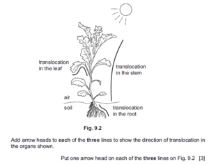 iGCSE Biology (0610)-8.1 Xylem and phloem - iGCSE Style Questions Paper ...