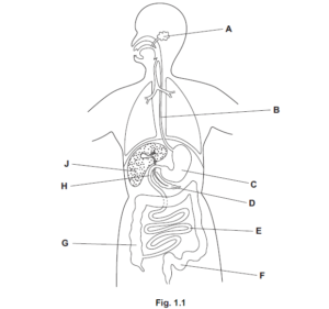iGCSE Biology (0610)-7.2 Digestive system - iGCSE Style Questions Paper 3