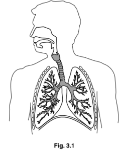 iGCSE Biology (0610)-12.1 Respiration - iGCSE Style Questions Paper 4 ...