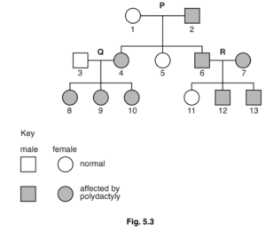 iGCSE Biology (0610)-17.4 Monohybrid inheritance - iGCSE Style Questions Paper 4