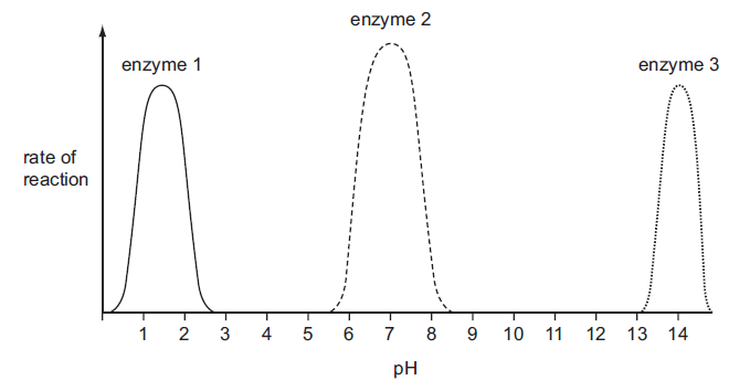 iGCSE Biology (0610)-5.1 Enzymes - iGCSE Style Questions Paper 1