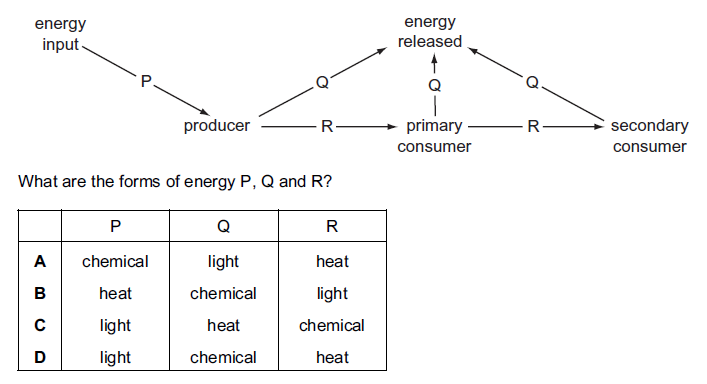 iGCSE Biology (0610)-19.1 Energy flow - iGCSE Style Questions Paper 1