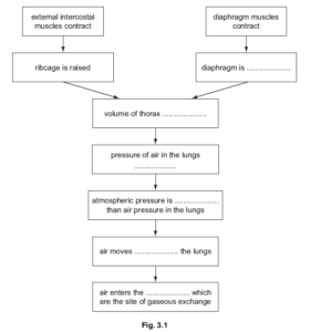 iGCSE Biology (0610)-11.1 Gas exchange in humans - iGCSE Style ...