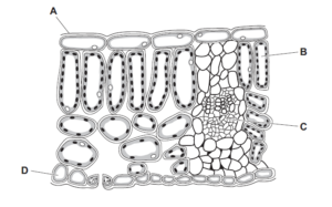iGCSE Biology (0610)-6.2 Leaf structure - iGCSE Style Questions Paper 1