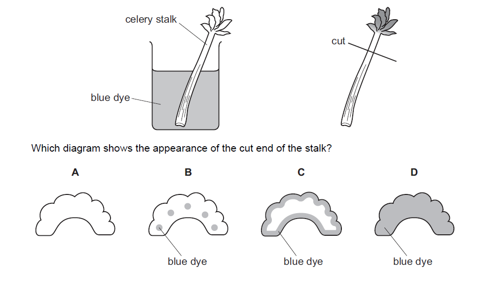 iGCSE Biology (0610)-8.2 Water uptake - iGCSE Style Questions Paper 1