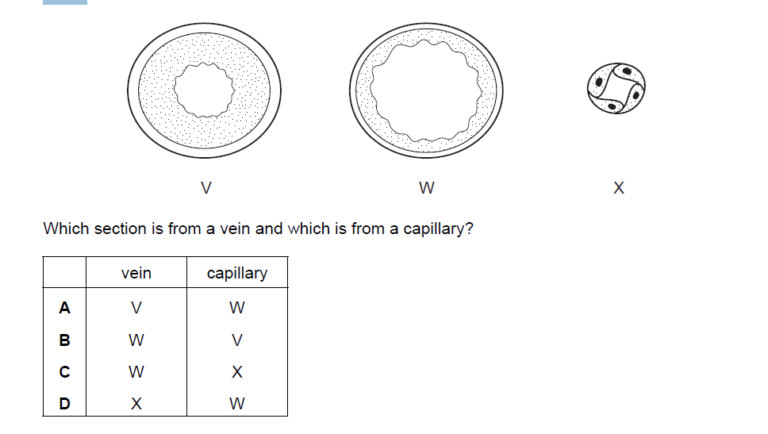 iGCSE Biology (0610)-9.3 Blood vessels - iGCSE Style Questions Paper 1