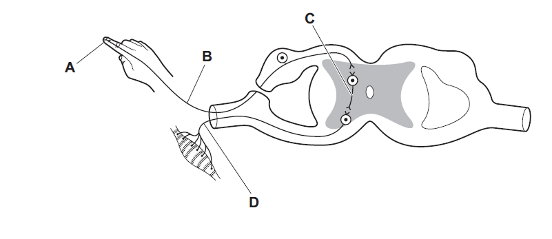 iGCSE Biology (0610)-14.1 Coordination and response - iGCSE Style ...