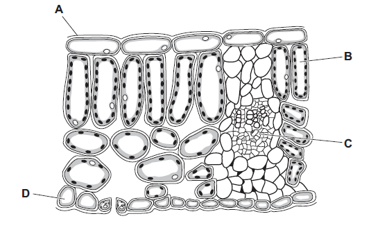 iGCSE Biology (0610)-6.2 Leaf structure - iGCSE Style Questions Paper 2
