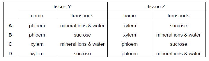 iGCSE Biology (0610)-8.1 Xylem and phloem - iGCSE Style Questions Paper 2