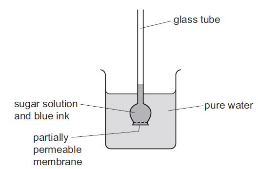 iGCSE Biology (0610) 3.1 Diffusion iGCSE Style Questions Paper 1