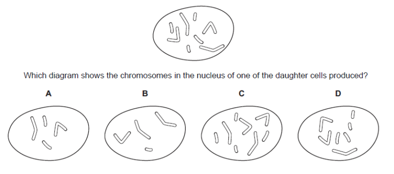 iGCSE Biology (0610)-17.2 Mitosis - iGCSE Style Questions Paper 2