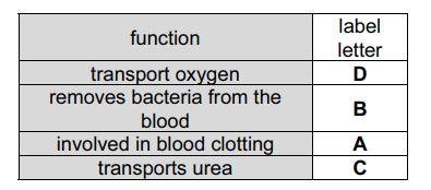 iGCSE Biology (0610)-9.4 Blood - iGCSE Style Questions Paper 4