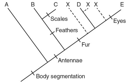 AP Biology : 7.9 Phylogeny - Exam Style questions with Answer- FRQ