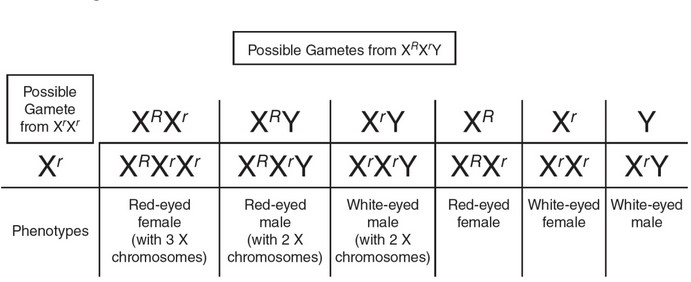 AP Biology :5.4 Non-Mendelian Genetics - Exam Style questions with ...