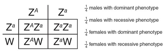 AP Biology : 5.4 Non-Mendelian Genetics - Exam Style questions with ...